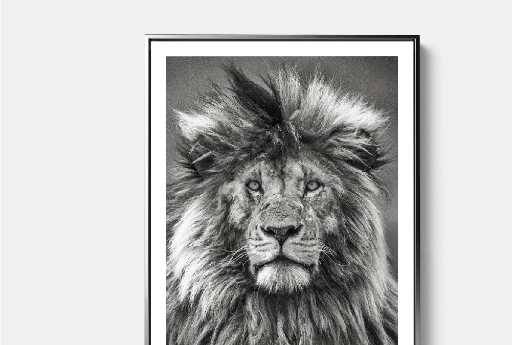 Featured Artwork | Scarface: The Real Lion King – THE BIG CAT PEOPLE